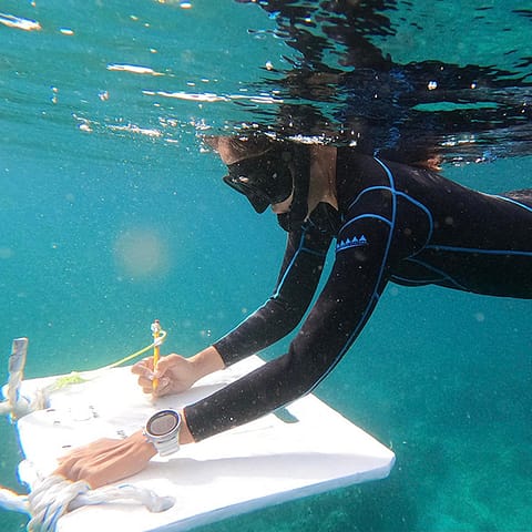 Philippine Reef and Rainforest Conservation Foundation, Inc. | Wildlife ...